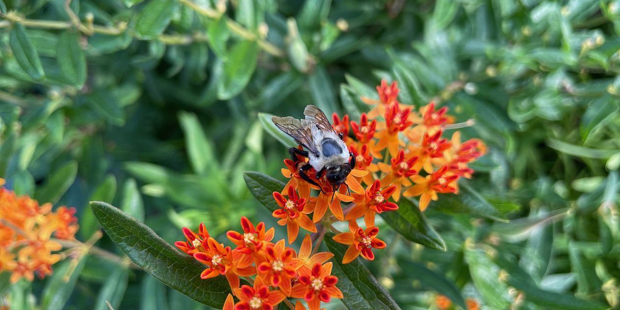 Crossover Goals: Pollinator Garden Signage • Environmental Studies ...