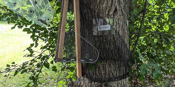 Spotted Lanternfly Trapping • Environmental Studies • Purchase College