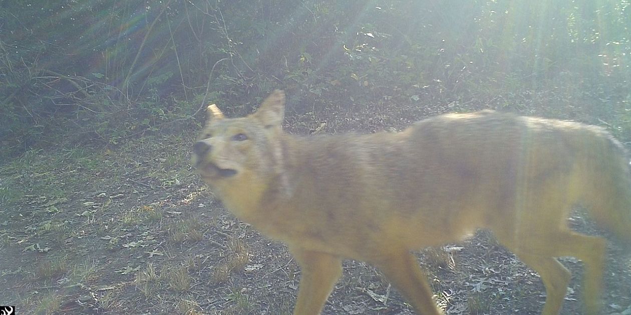 Coyote interactions with humans, wildlife, and forests on the Purchase ...