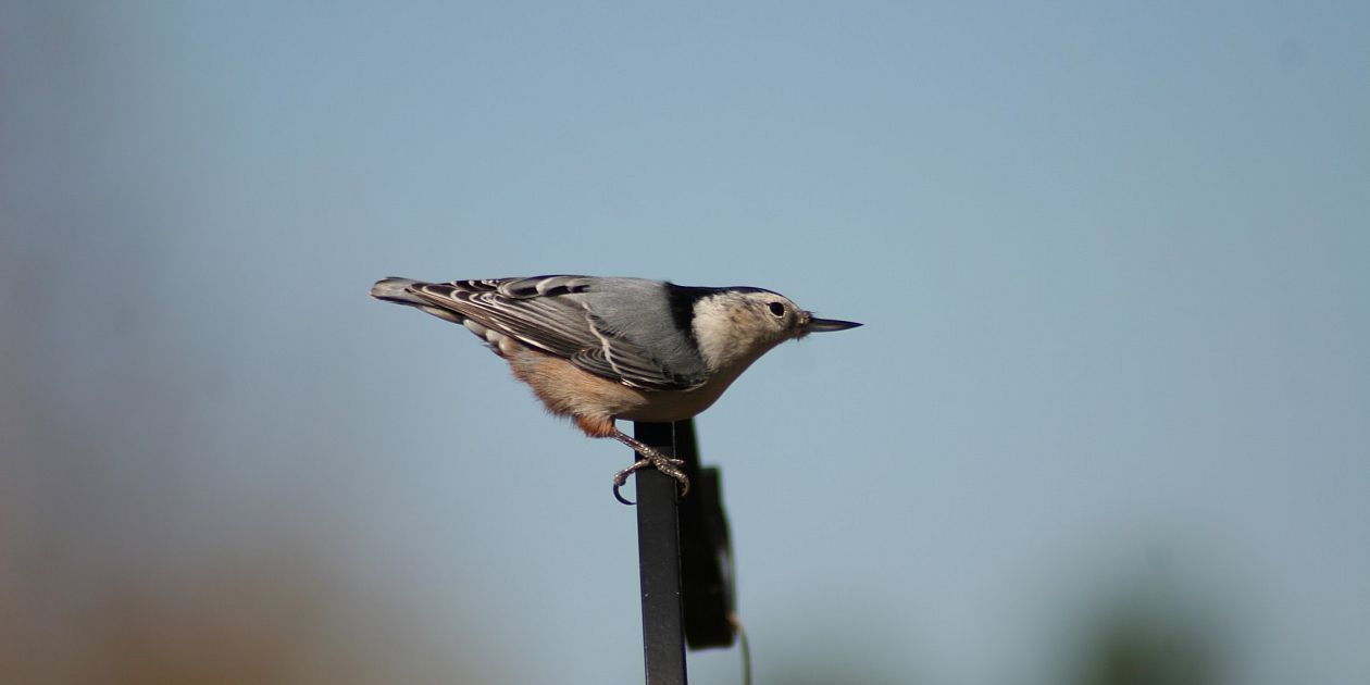 Greenwich Audubon Center internship. By Michelle Cavalieri ...