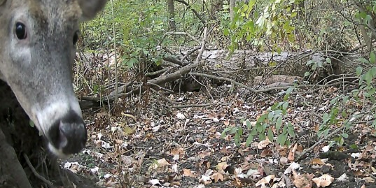 Reden et al. 2024. Effects of habitat disturbance on wildlife activity ...