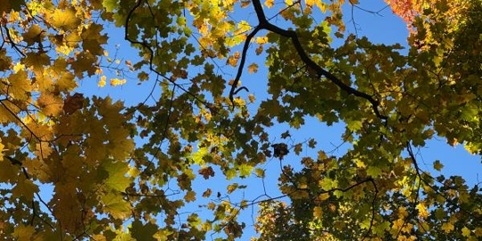 DeVito et al. 2024. Invasive maples exhibit longer fall phenology than ...