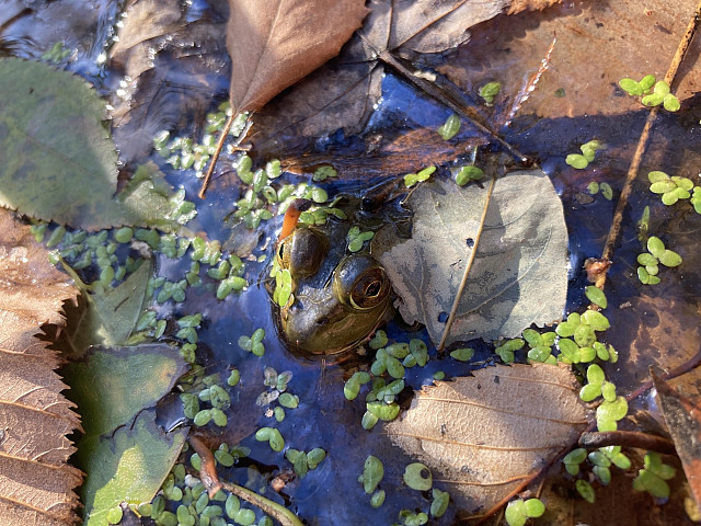 Greenwich Audubon Center internship. By Michelle Cavalieri ...