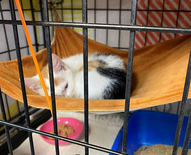 Bronx Tails Cat Rescue. by Gianna Papantoniou • Environmental Studies ...