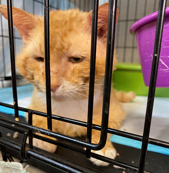 Bronx Tails Cat Rescue. by Gianna Papantoniou • Environmental Studies ...