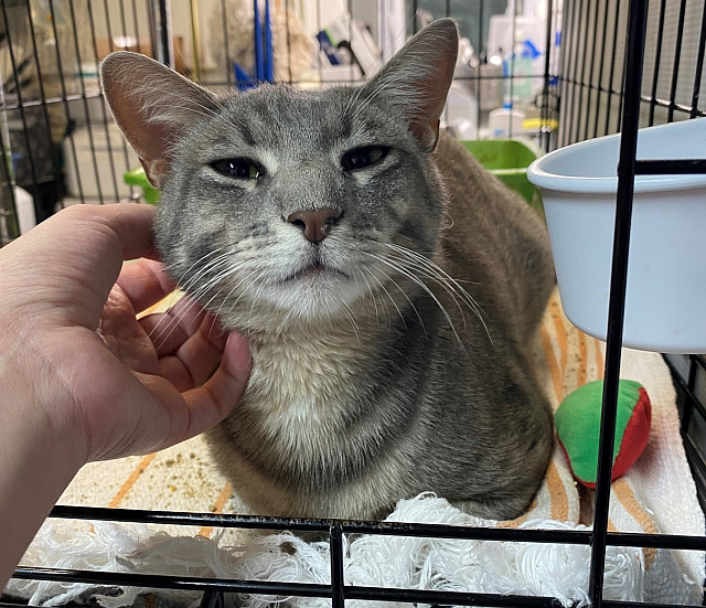 Bronx Tails Cat Rescue. by Gianna Papantoniou • Environmental Studies ...