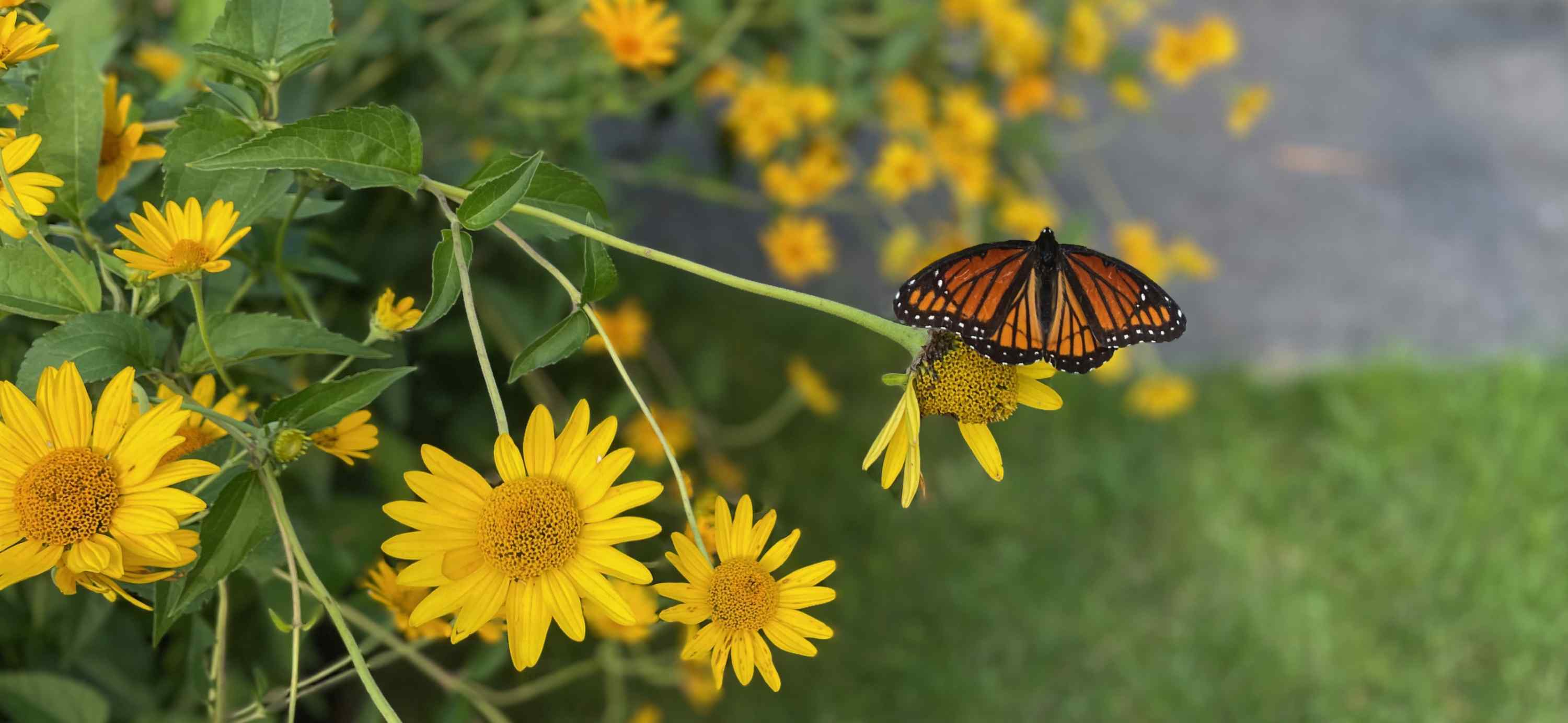 Crossover Goals: Pollinator Garden Signage • Environmental Studies ...